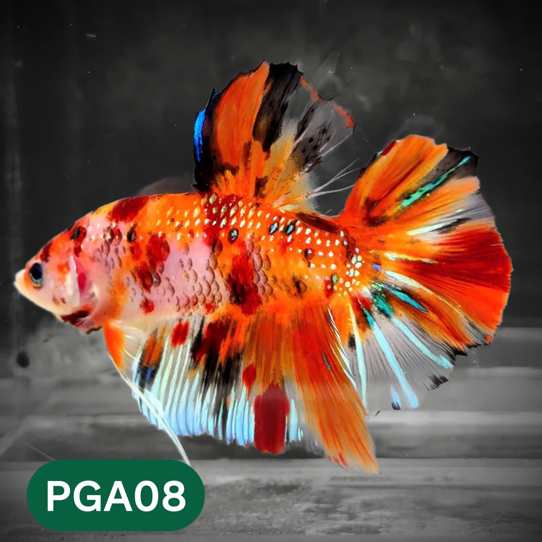 King Giant Plakat Male Betta Fish | You Pick Fish | High Grade - PGA 08