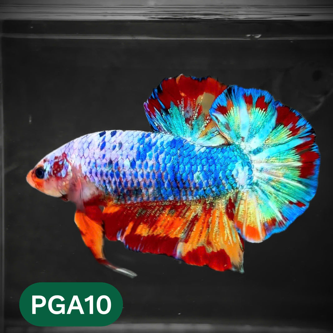 King Giant Plakat Male Betta Fish | You Pick Fish | High Grade - PGA 10
