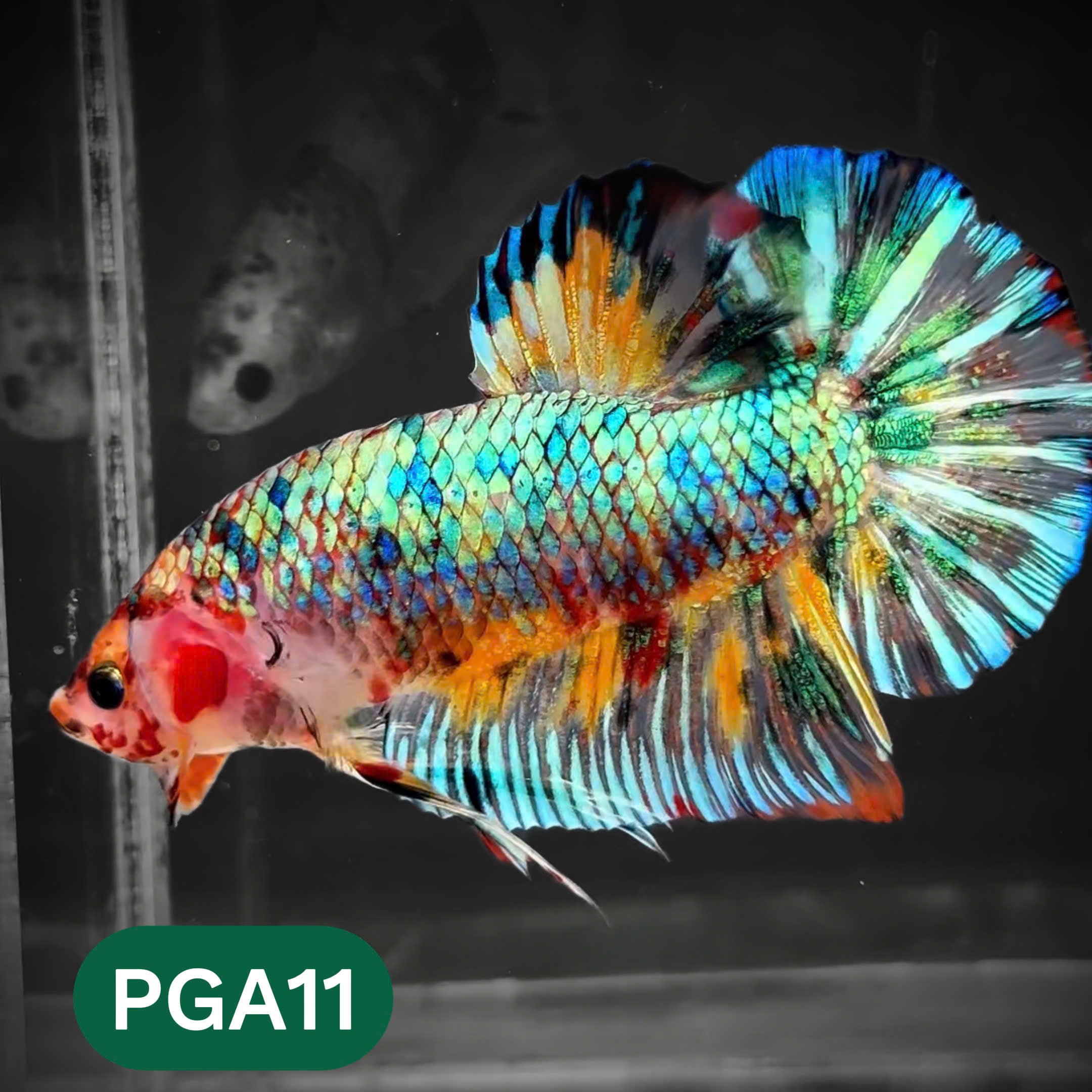 King Giant Plakat Male Betta Fish | You Pick Fish | High Grade - PGA 11