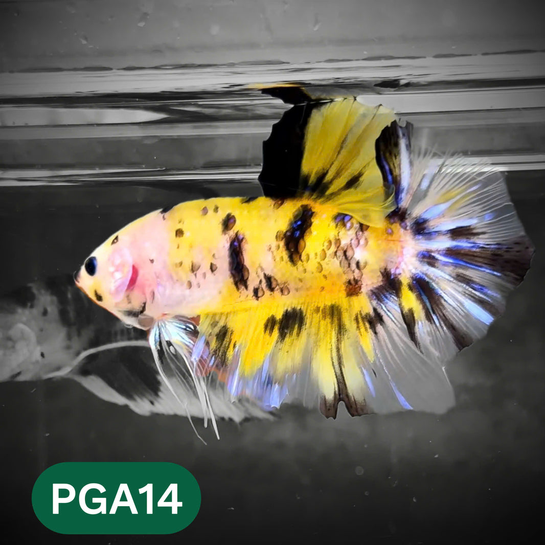 King Giant Plakat Male Betta Fish | You Pick Fish | High Grade - PGA 14