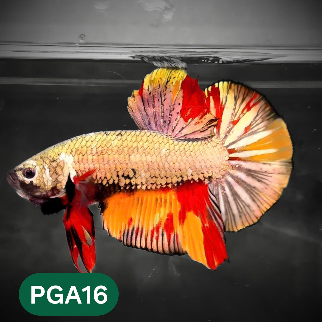 King Giant Plakat Male Betta Fish | You Pick Fish | High Grade - PGA 16