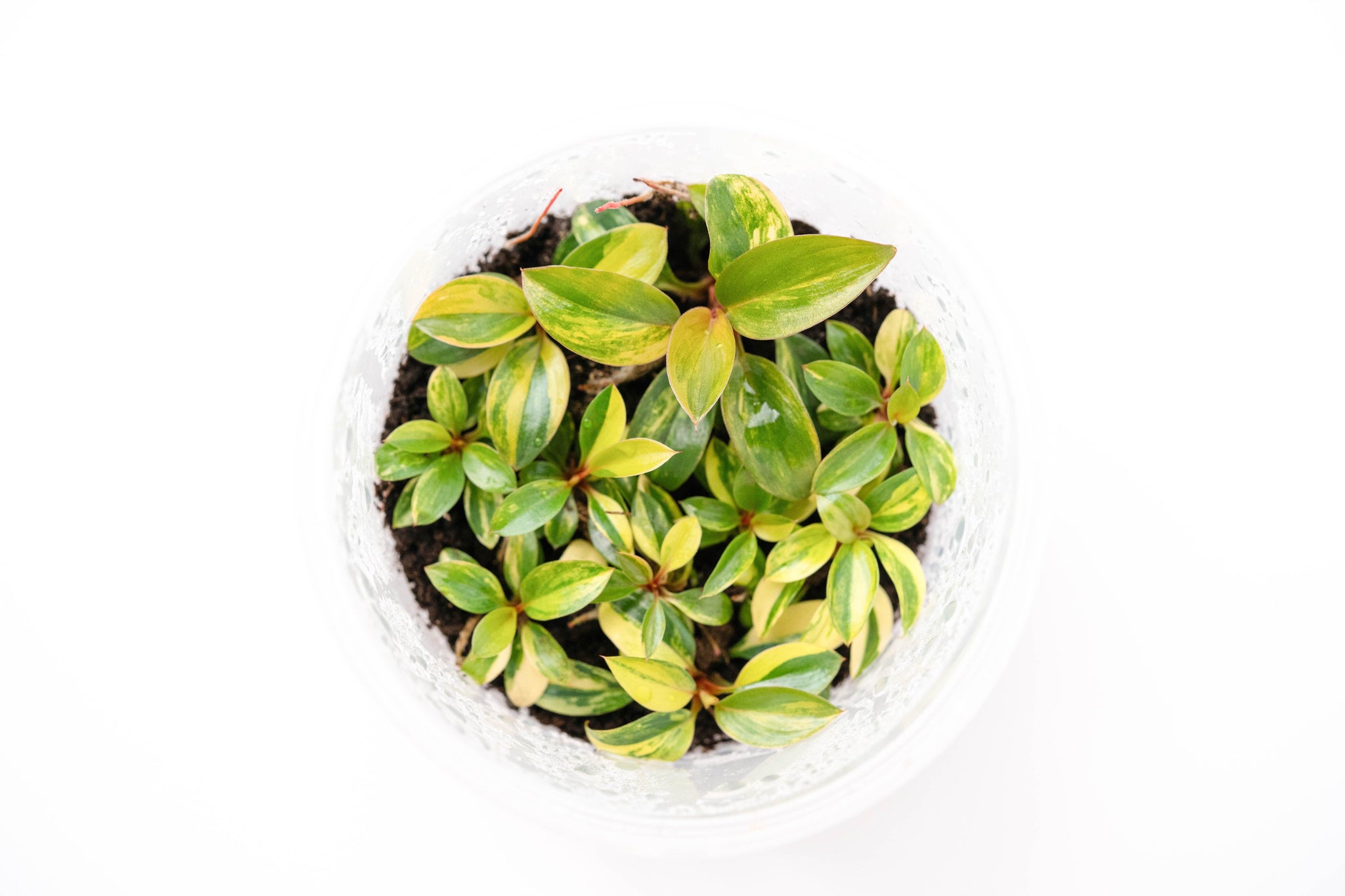 Shop Variegated Philodendrion Red Congo Tissue Culture Plant – Tropicflow