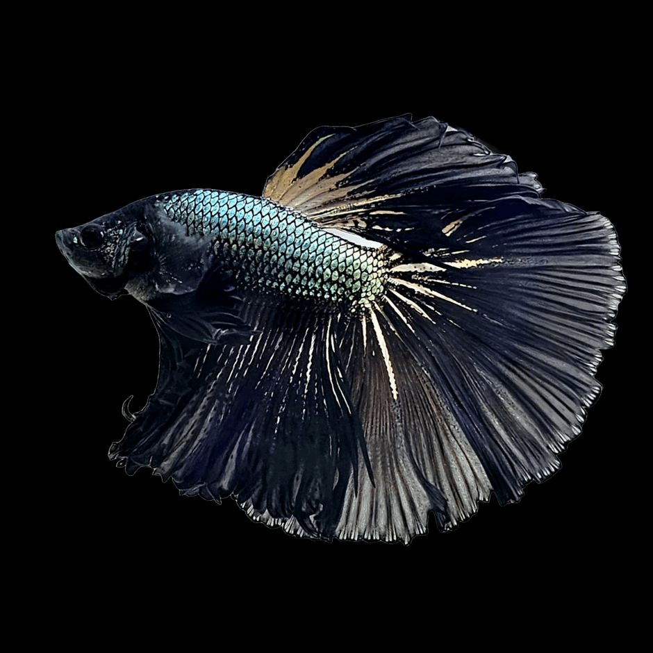 Shop Dragon Bettas Fish: Explore the Legendary Dragon Lineage – Tropicflow