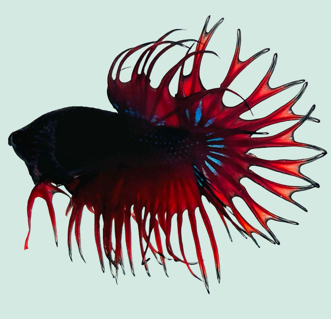 Crowntail Male Betta Fish Collection – Tropicflow