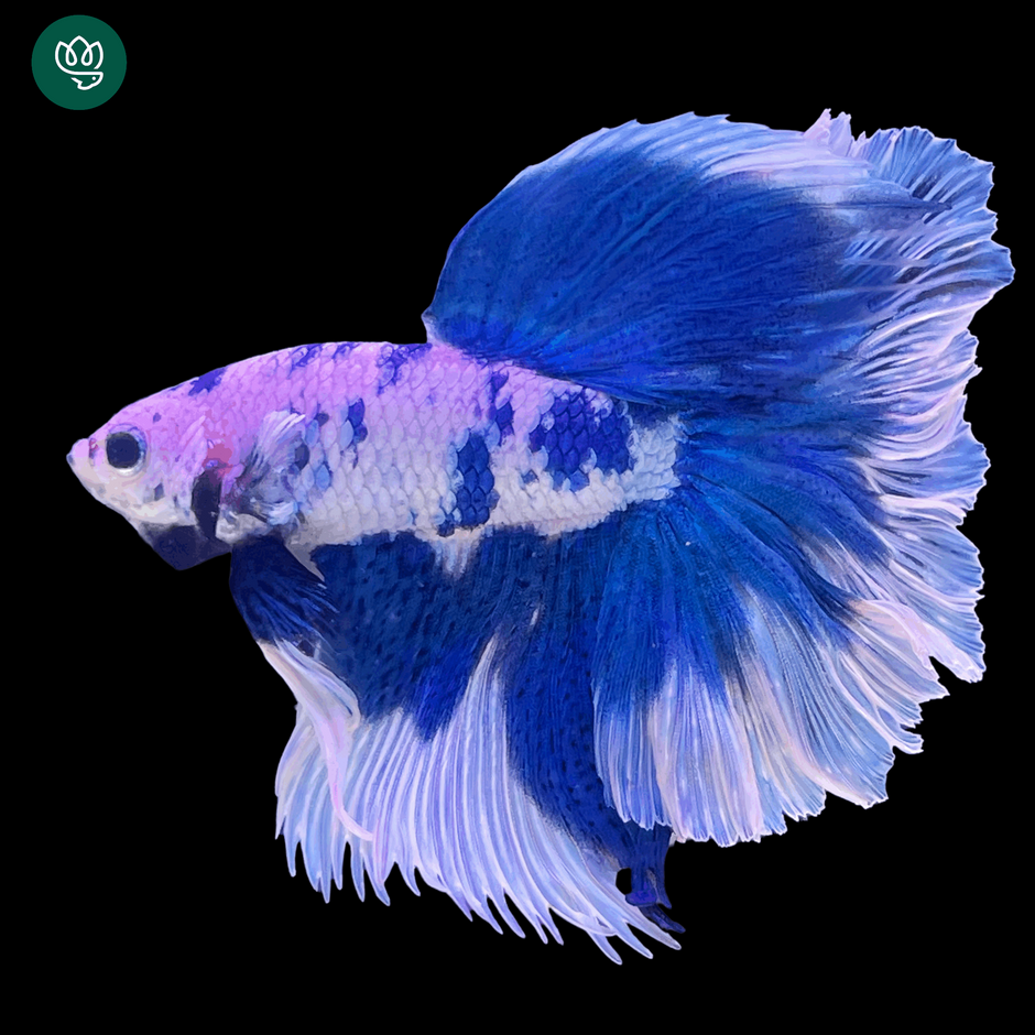 Tropicflow | Marble Male Betta Collection