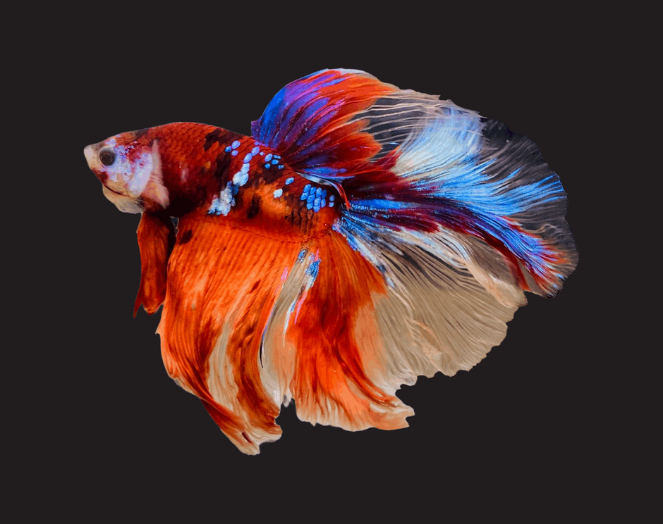 Betta Fish for Sale: Top Varieties & Vibrant Colors – Tropicflow
