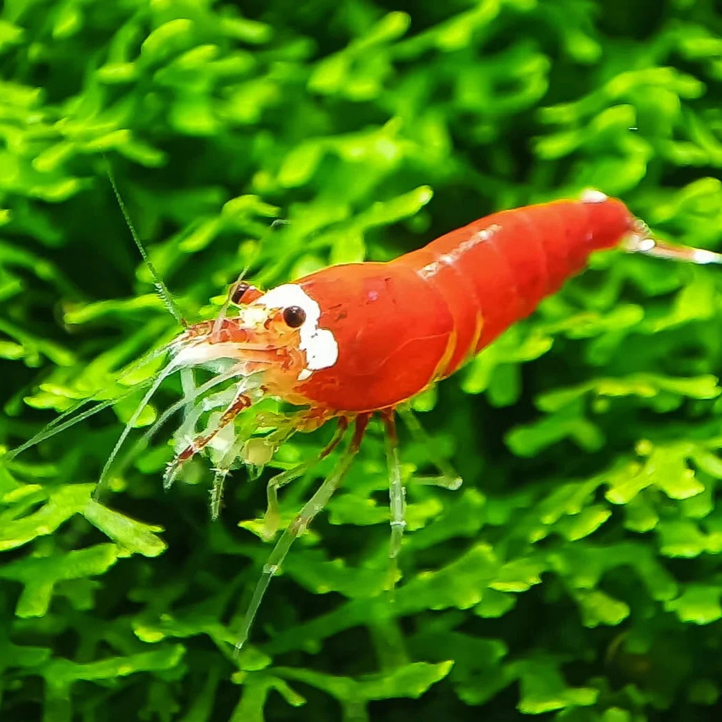 Santa Caridina Shrimp – Tropicflow