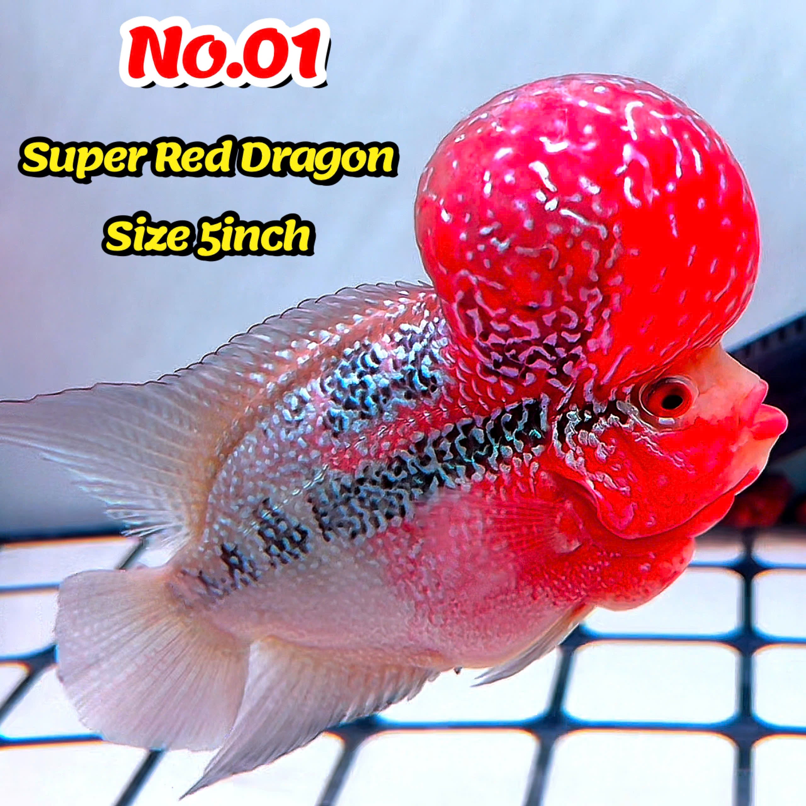 Flowerhorn Cichlid Fish – Tropicflow
