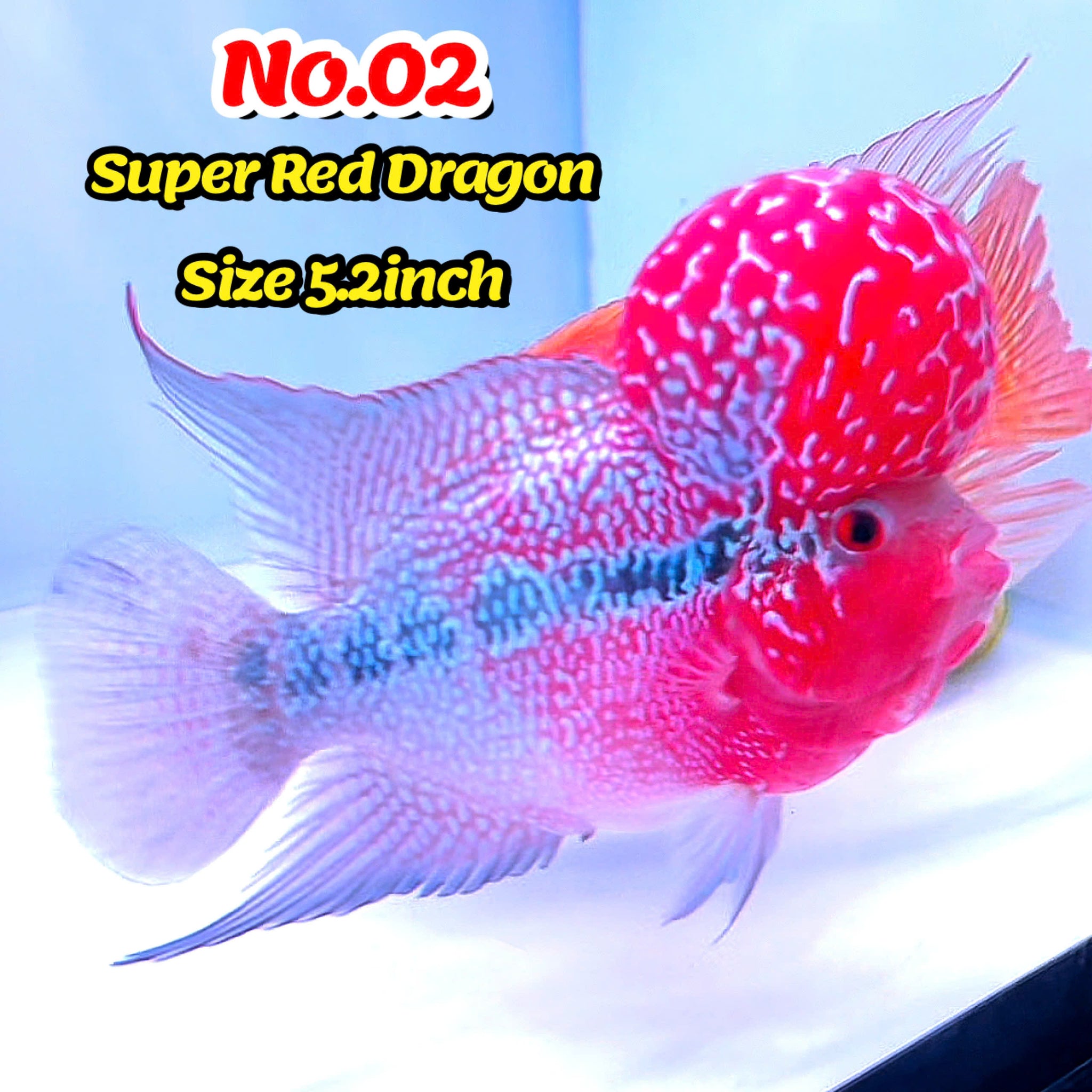 Super Red Dragon Flowerhorn Cichlid | High Grade | You Pick Fish ...