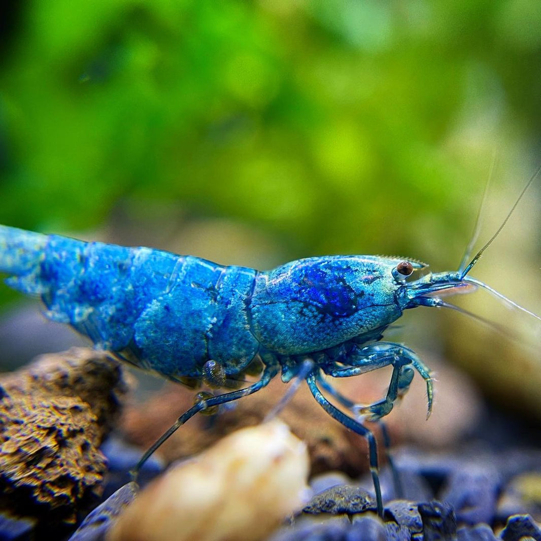 Freshwater Shrimp for Sale | Tropicflow