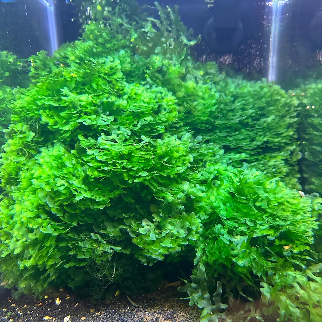 Subwassertang Moss - Unique Aquarium Moss for Lush Aquascaping – Tropicflow