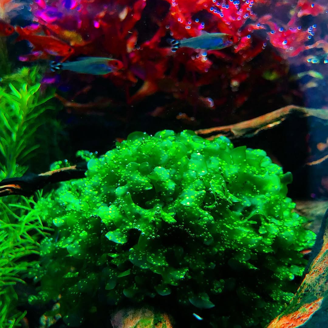Subwassertang Moss - Unique Aquarium Moss for Lush Aquascaping – Tropicflow
