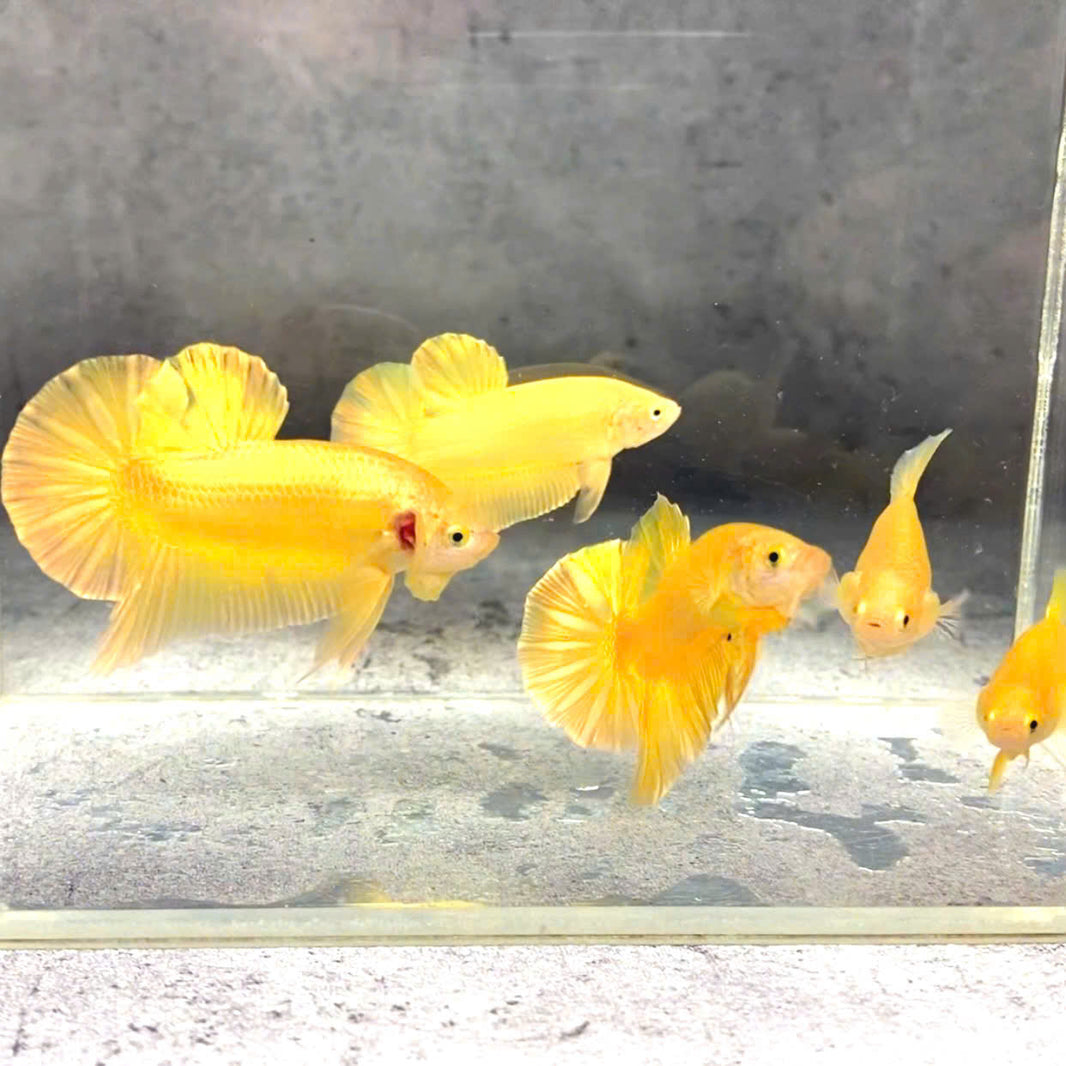 Shop Female Bettas Fish: Peaceful & Colorful Sorority – Tropicflow