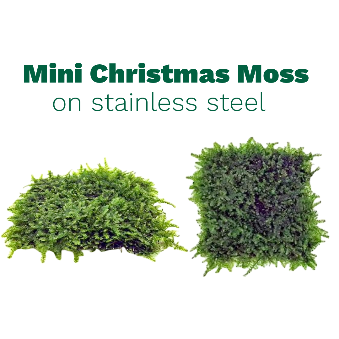 Mini Christmas Moss on Stainless Steel - Compact Aquarium Decor ...