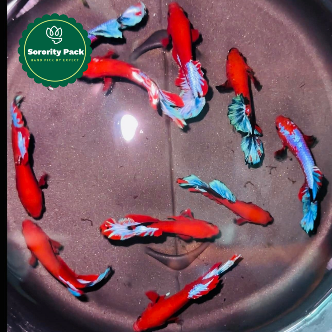 Female Betta Fish Sorority Pack | Tropicflow