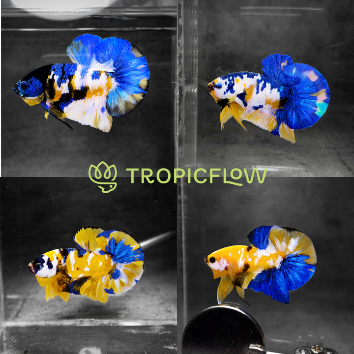 Shop Koi Bettas Fish: Explore The Beauty of Aquatic – Tropicflow