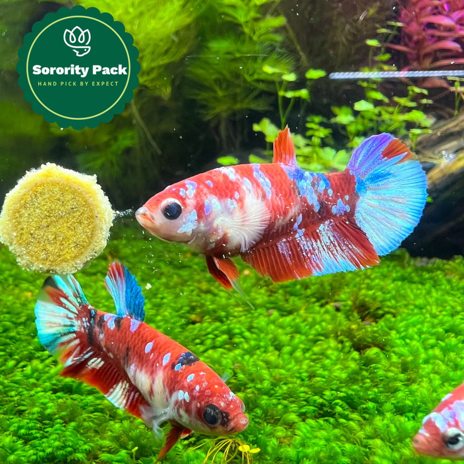 Shop Female Bettas Fish: Peaceful & Colorful Sorority – Tropicflow