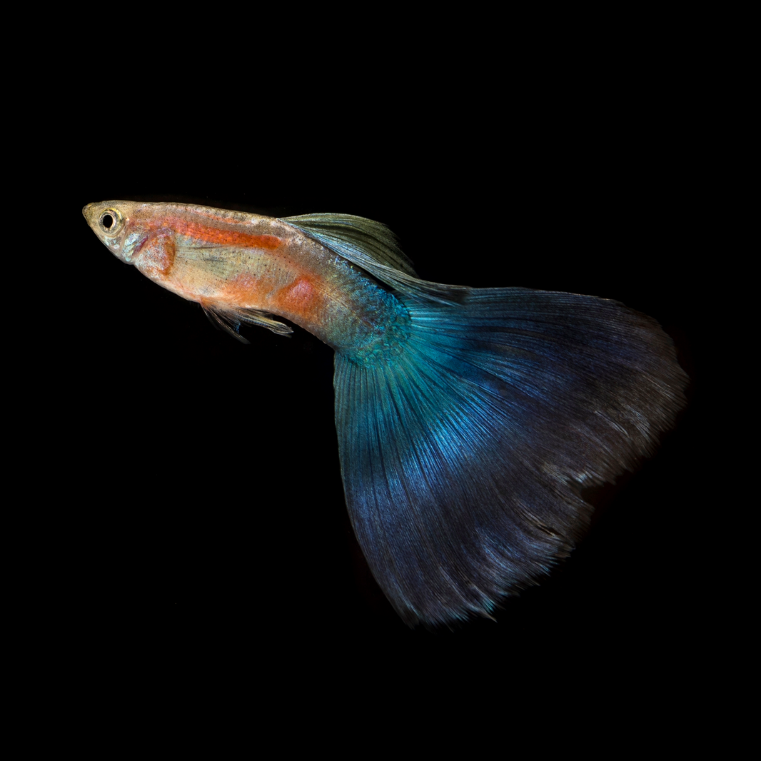 Tropicflow | Blue Guppy Collection For Sale