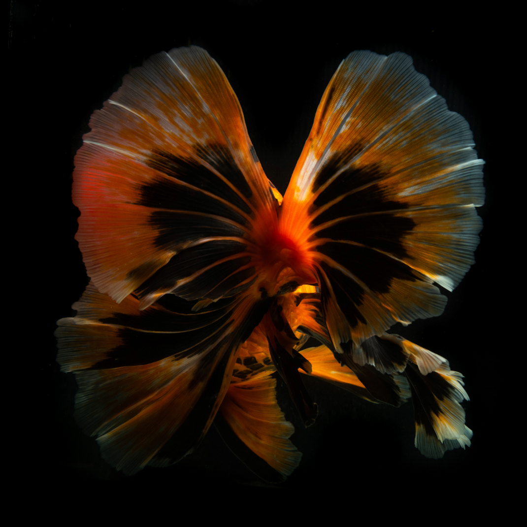 Oranda Goldfish for Sale | Tropic Flow – Tropicflow