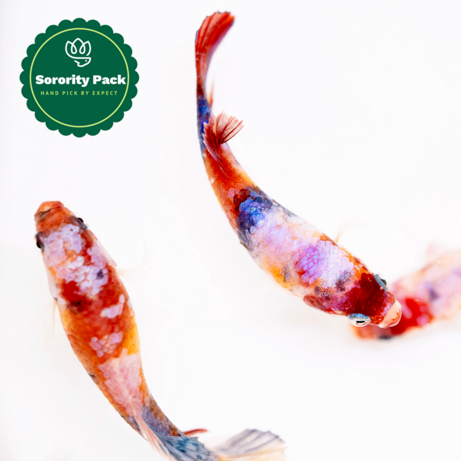 Tropicflow Female Betta Fish: Serene Beauty for Your Aquarium
