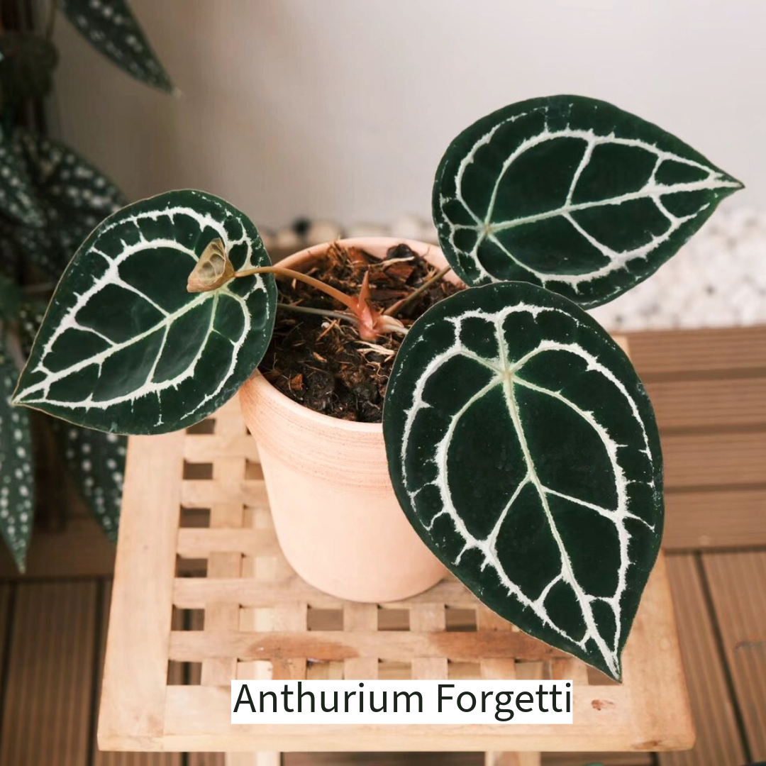 Shop Anthurium Forgetii Tissue Culture Plant – Tropicflow