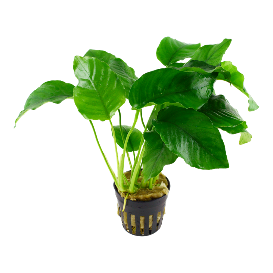 Aquatic Anubias Plants - Perfect for Stunning Aquascapes – Tropicflow