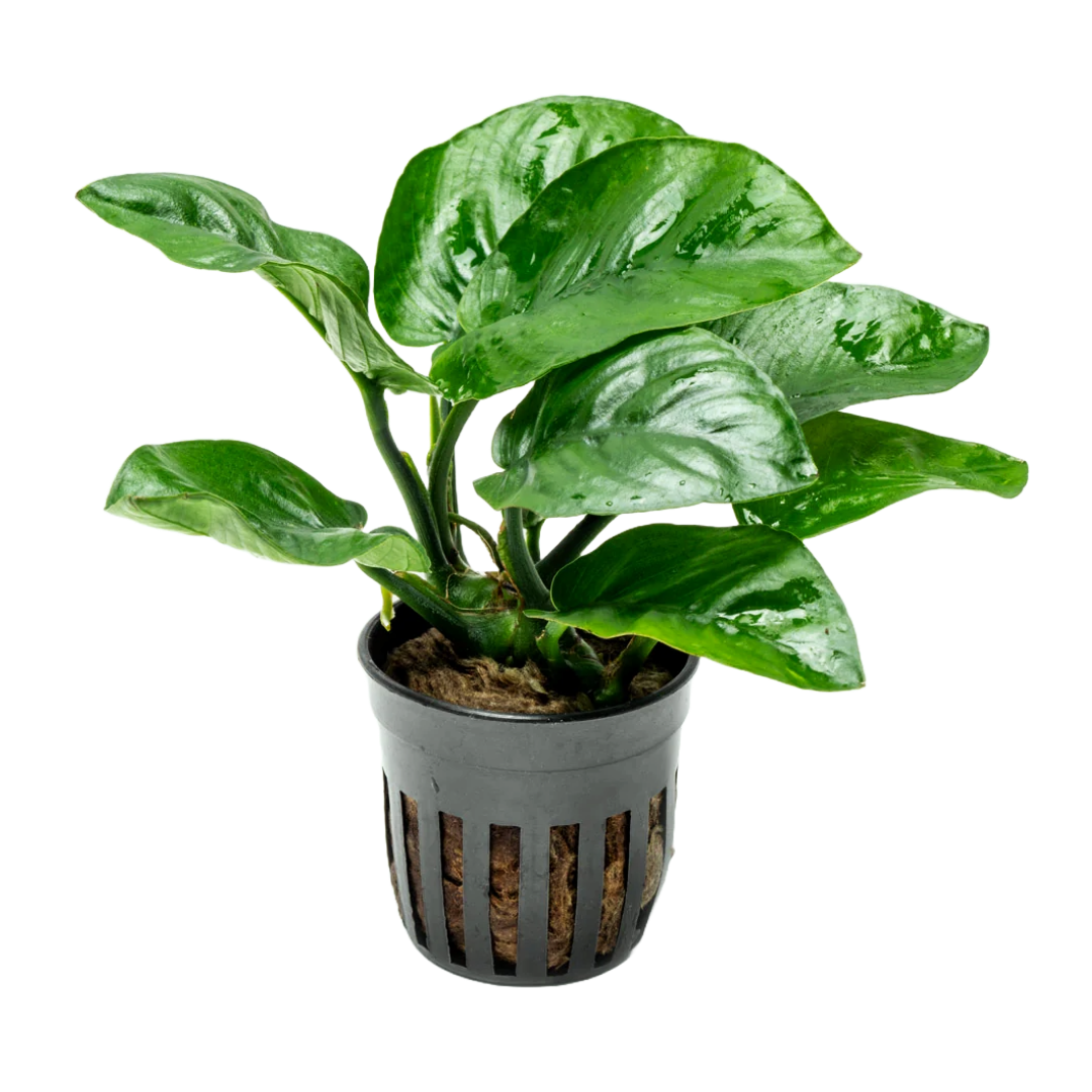 Anubias Barteri Butterfly - Graceful Aquarium Plant – Tropicflow