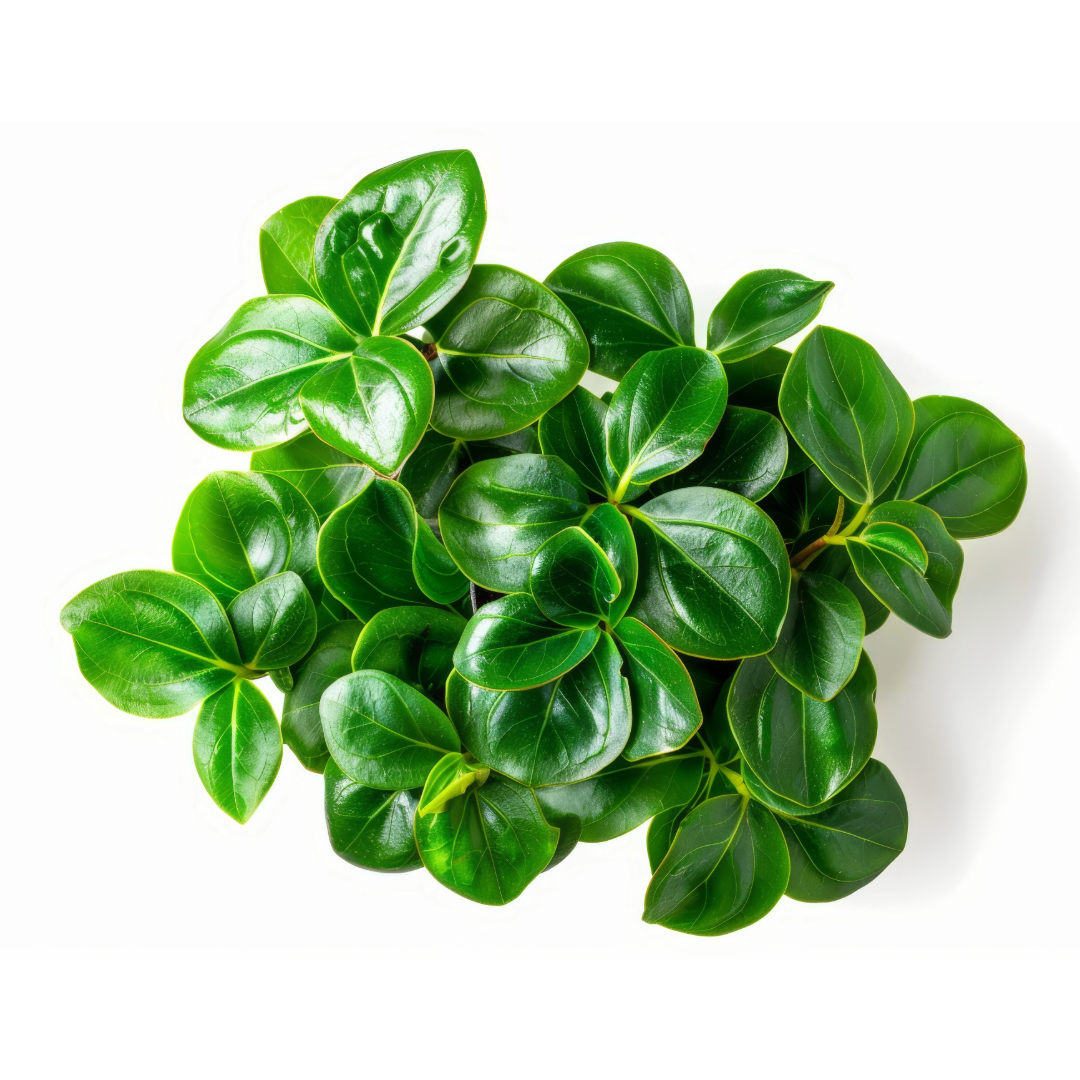 Aquatic Anubias Plants - Perfect for Stunning Aquascapes – Tropicflow