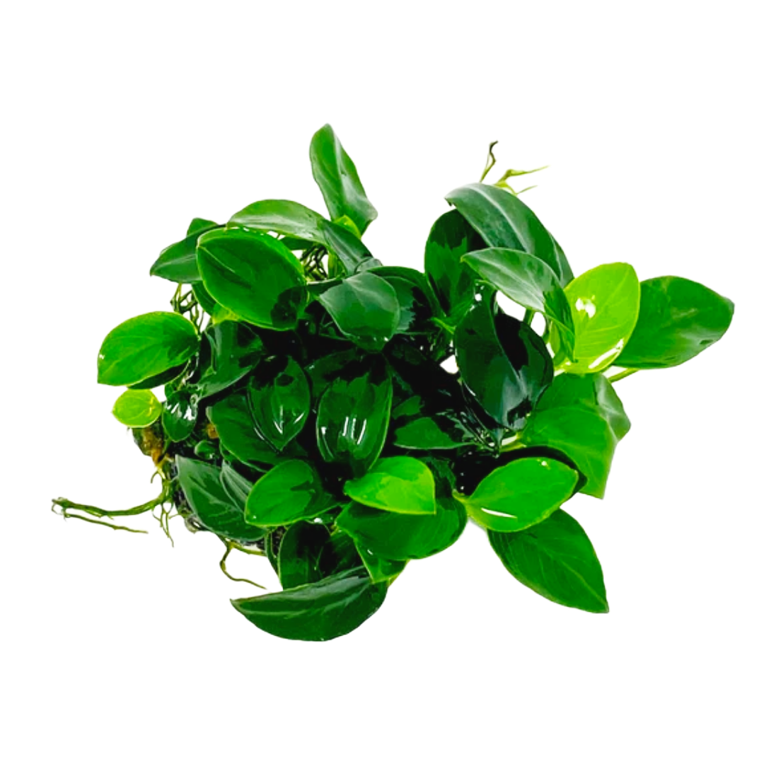 Aquatic Anubias Plants - Perfect for Stunning Aquascapes – Tropicflow
