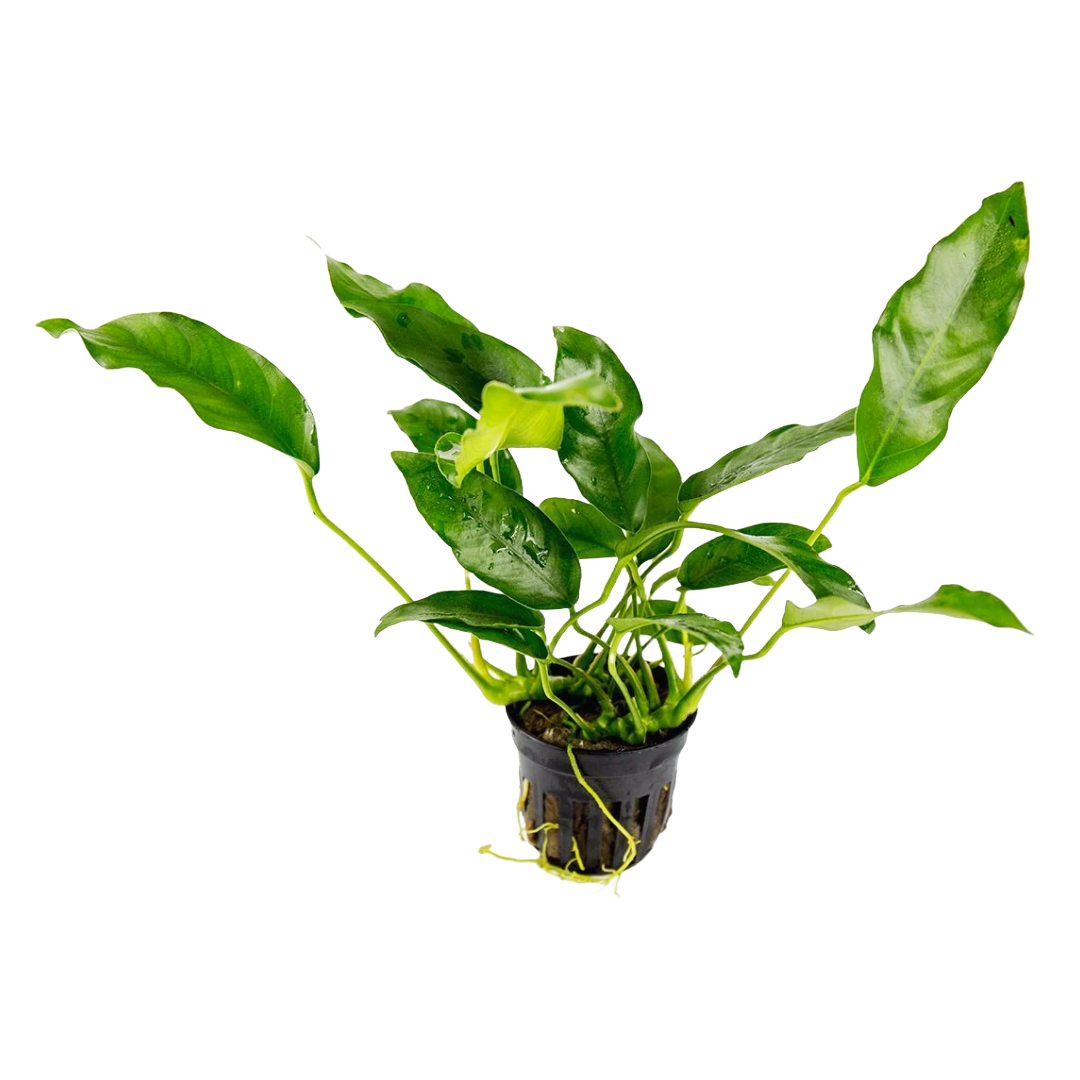 Anubias Short and Sharp – Tropicflow