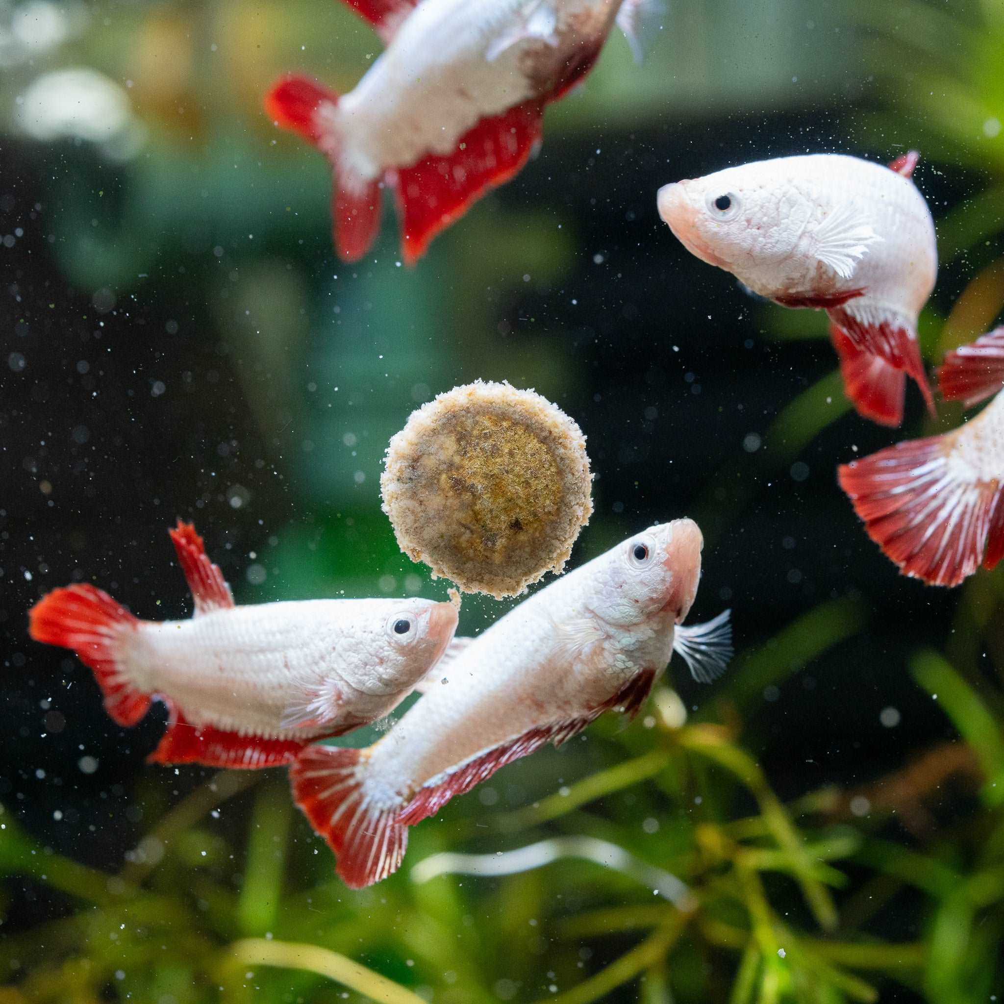 Female Betta Fish Red Snow Dragon Plakat Sorority | Tropicflow