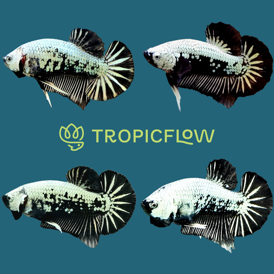 Shop Dragon Bettas Fish: Explore the Legendary Dragon Lineage – Tropicflow