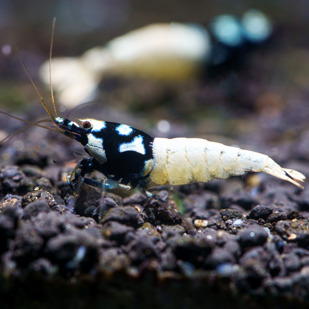 Shop Freshwater Caridina Shrimp: Explore Hardy & Colorful Shrimp ...