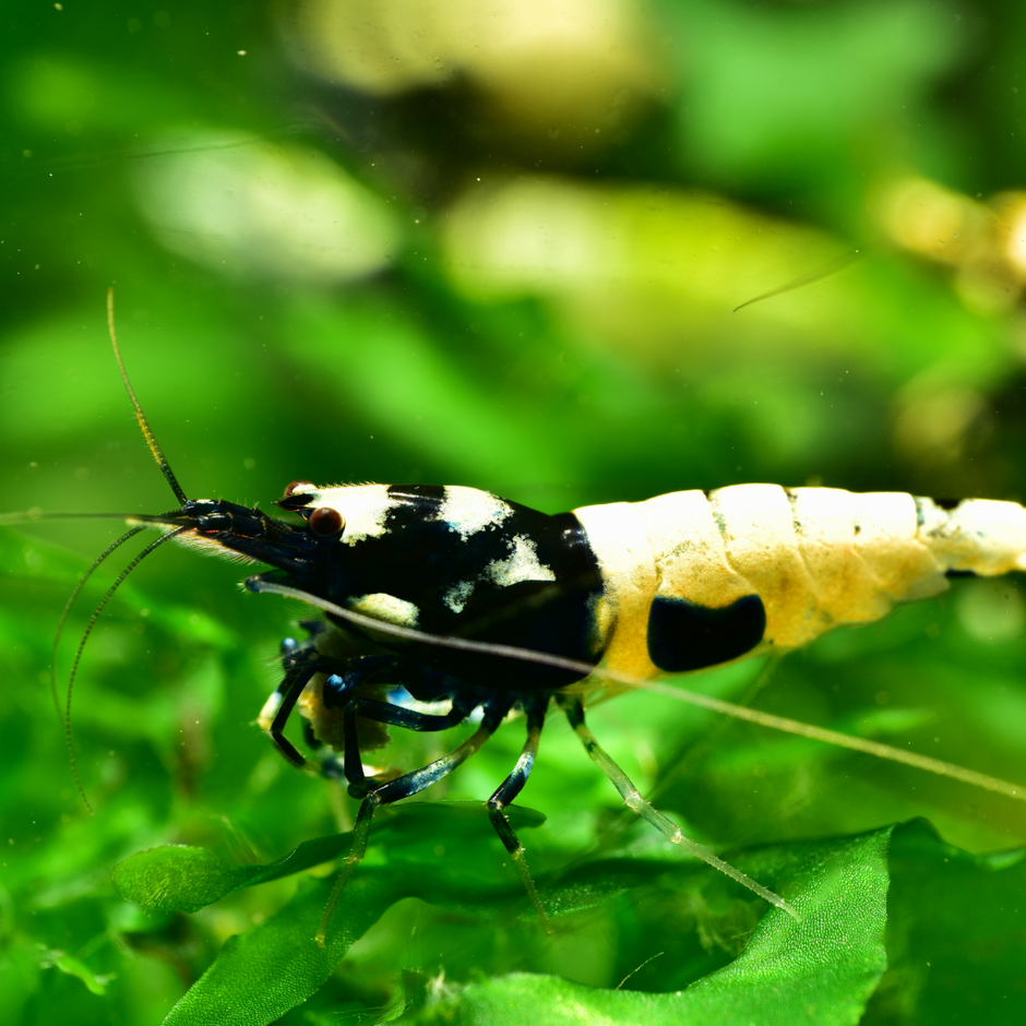Freshwater Shrimp for Sale | Tropicflow