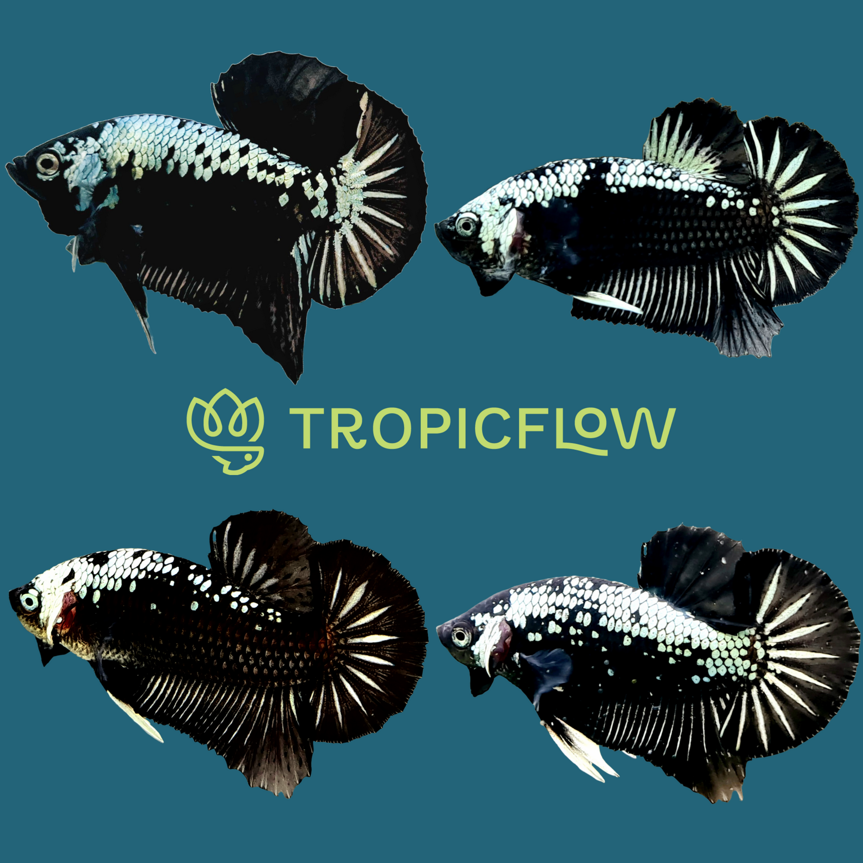 Black Samurai Plakat | Male Betta Fish | Tropicflow