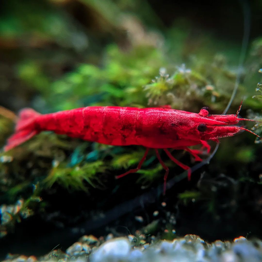 Bloody Mary Neocaridina Shrimp For Sale | Tropicflow