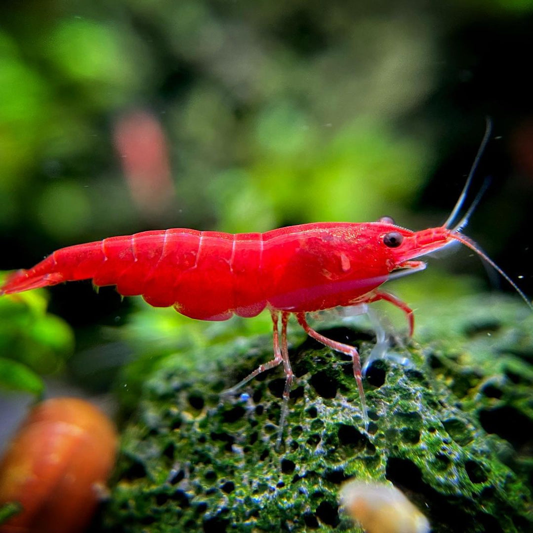 Shop Caridina Shrimp: Discover The Tiny Universe – Tropicflow