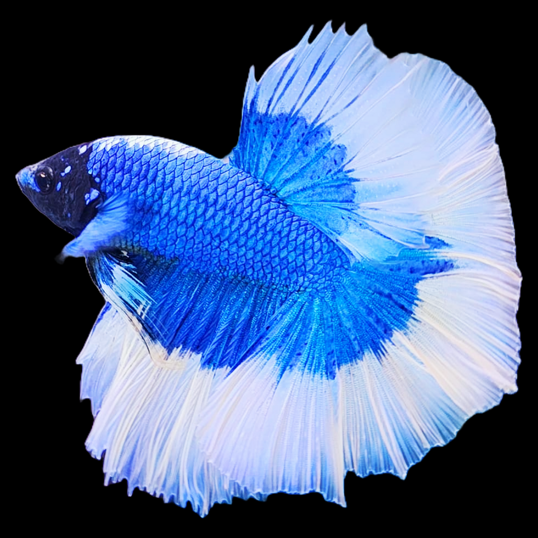 Exquisite Halfmoon Male Betta Fish - TropicFlow Collection – Tropicflow
