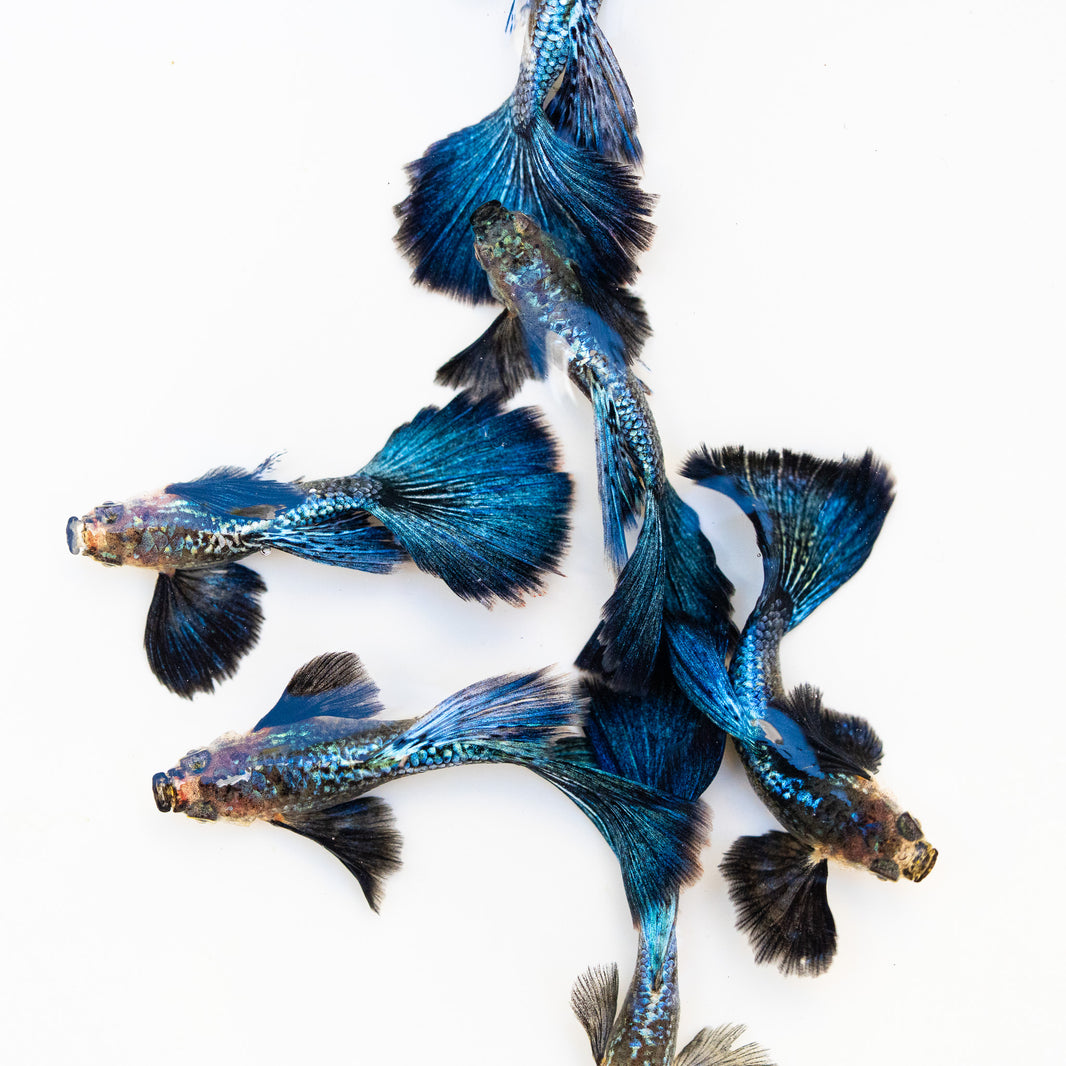 Tropicflow | Guppy Fish