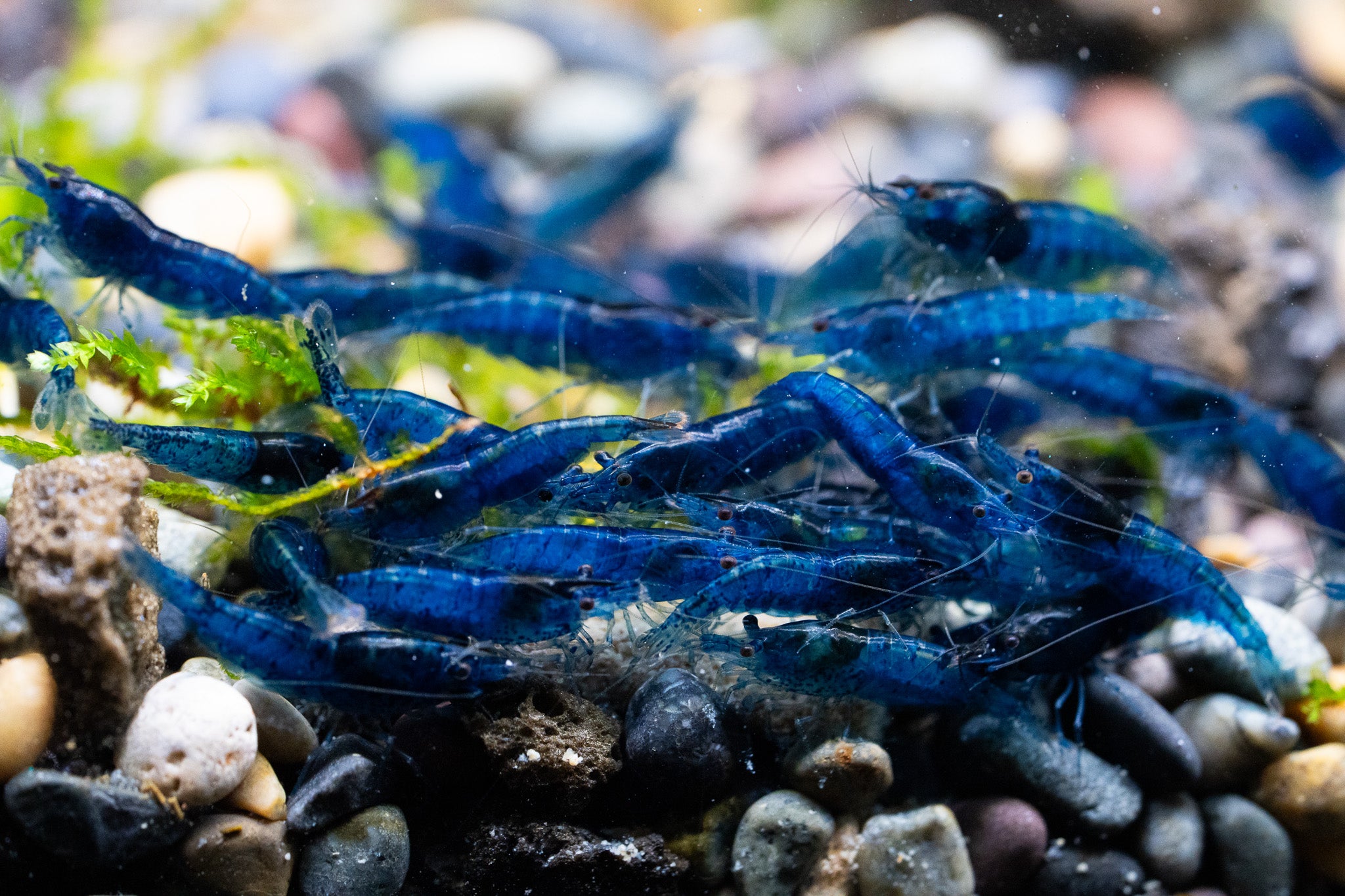 Blue Dream Neocaridina Shrimp – Tropicflow
