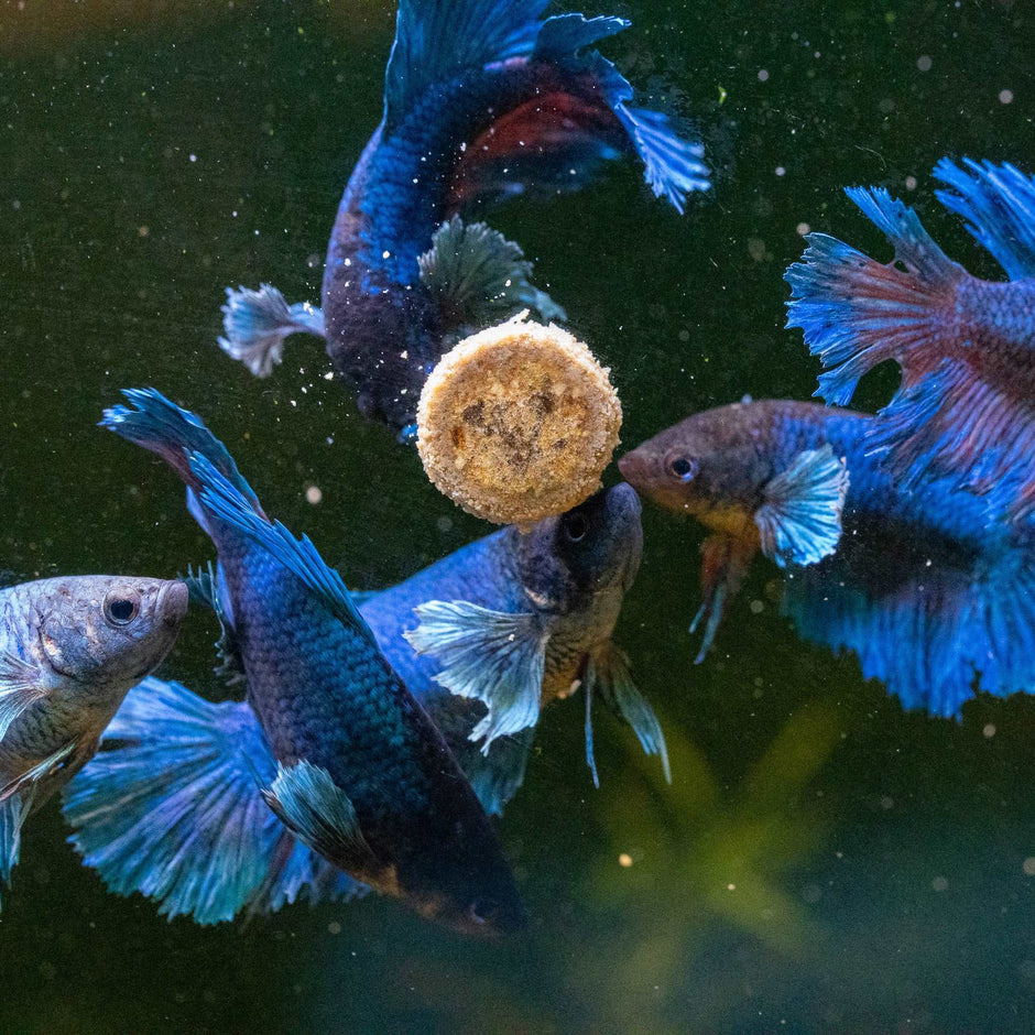 Shop Female Bettas Fish: Peaceful & Colorful Sorority – Tropicflow