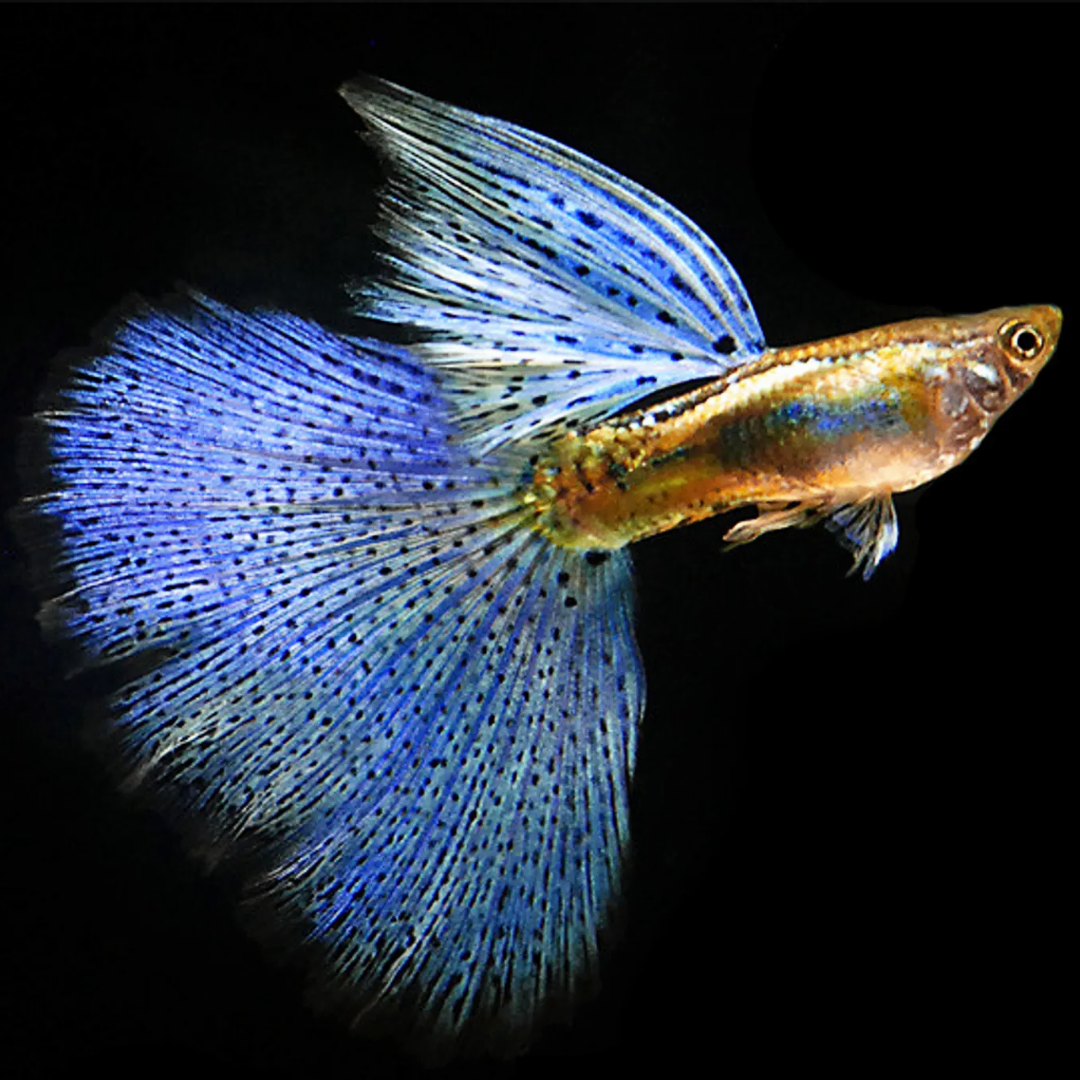 Blue Grass Fancy Guppy Fish – Tropicflow