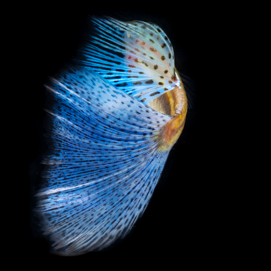 Tropicflow | Guppy Fish