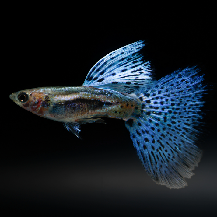 Blue Grass Guppy Fish | Blue Grass Guppy | Tropicflow