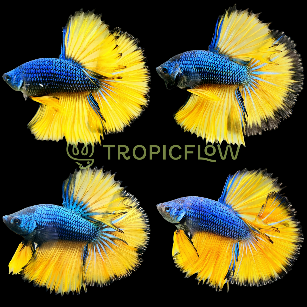Betta Fish for Sale: Top Varieties & Vibrant Colors – Tropicflow