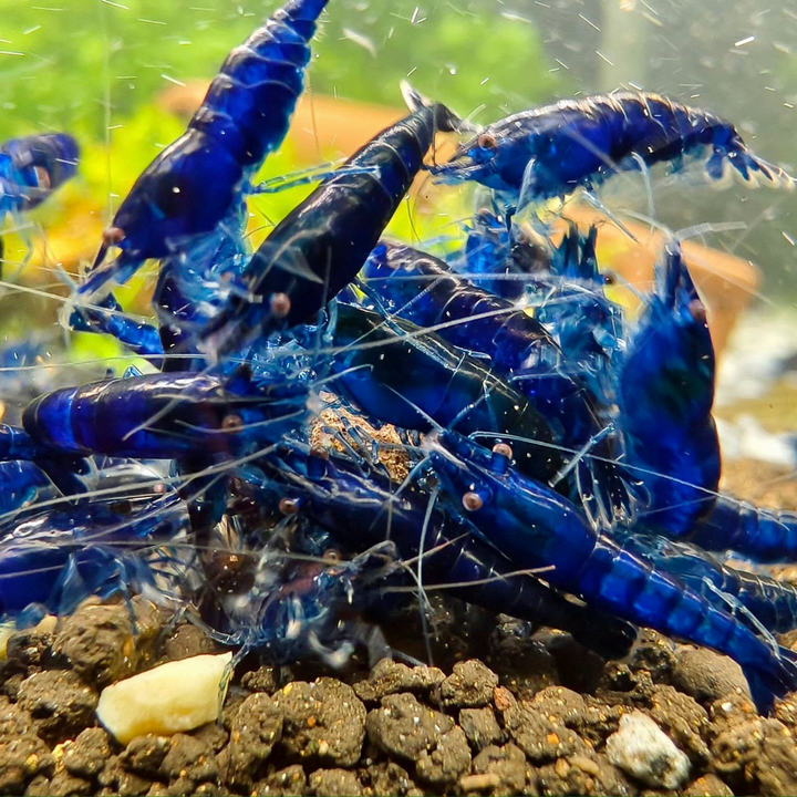 Freshwater Shrimp for Sale | Tropicflow