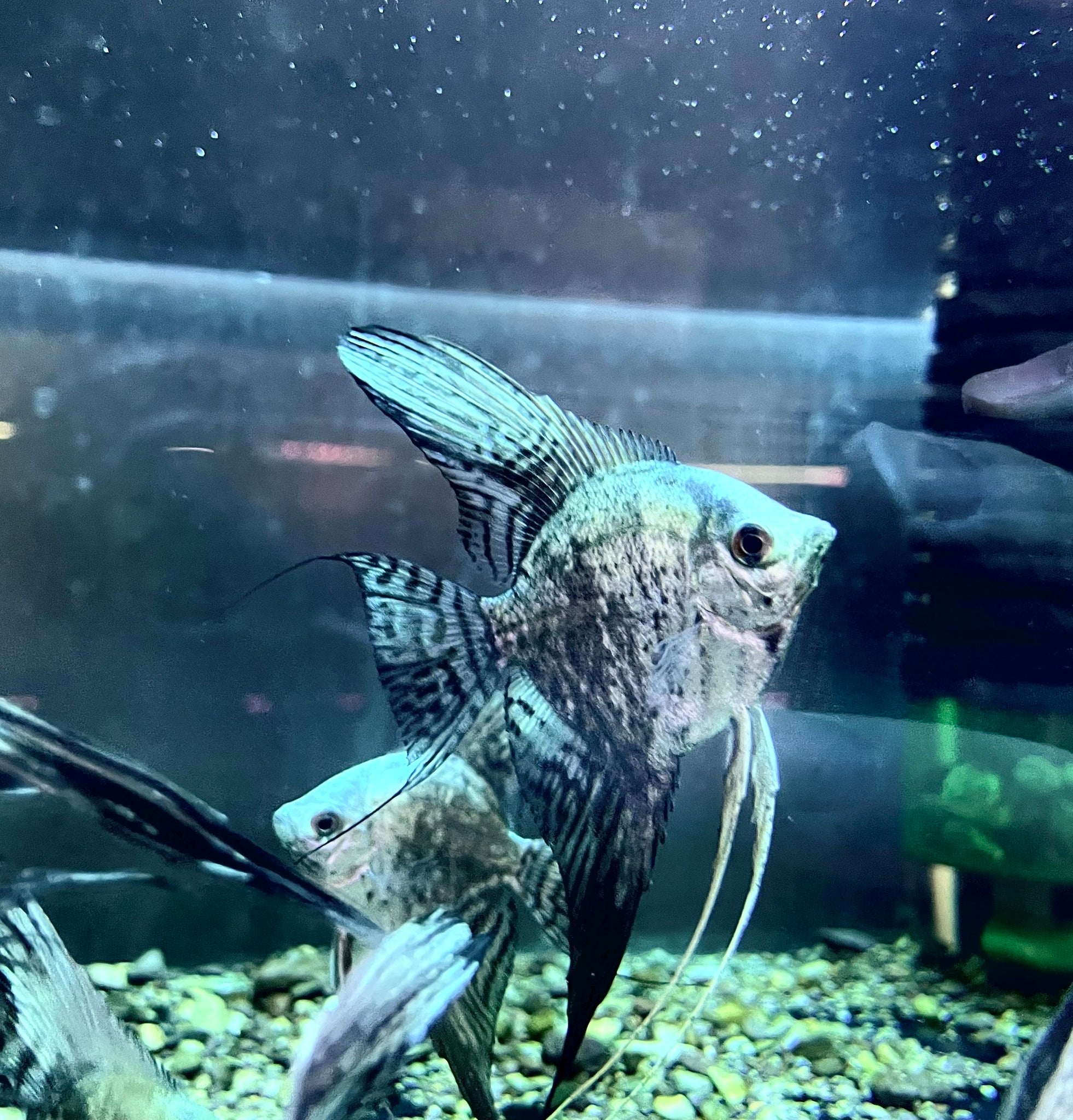 Blue Smokey Angelfish