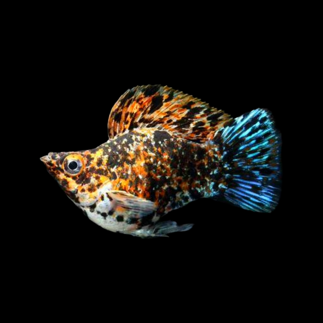 Calico Balloon Molly Fish | Round Tail, Black Eyes