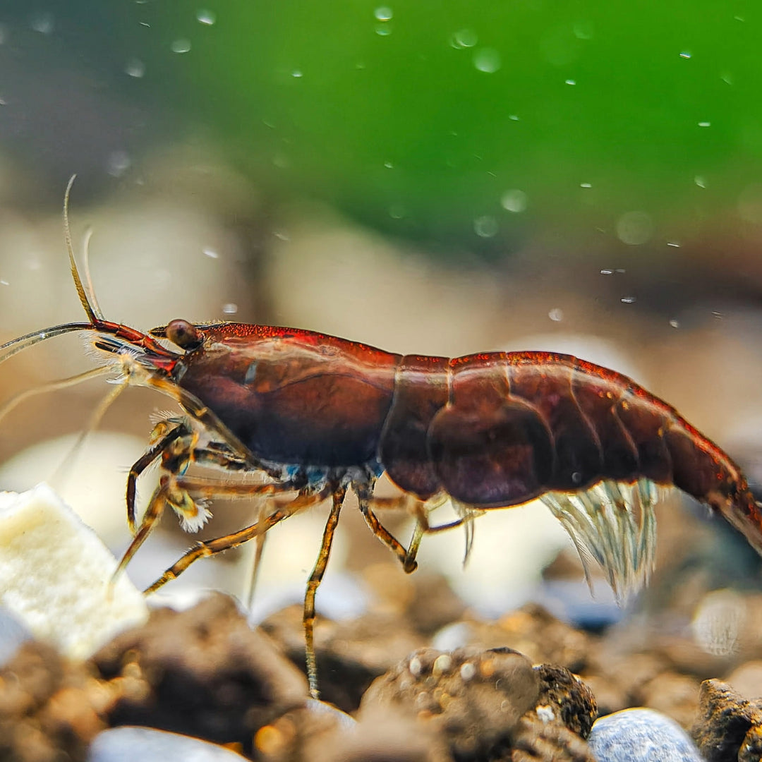 Chocolate Neocaridina Freshwater Shrimp – Tropicflow