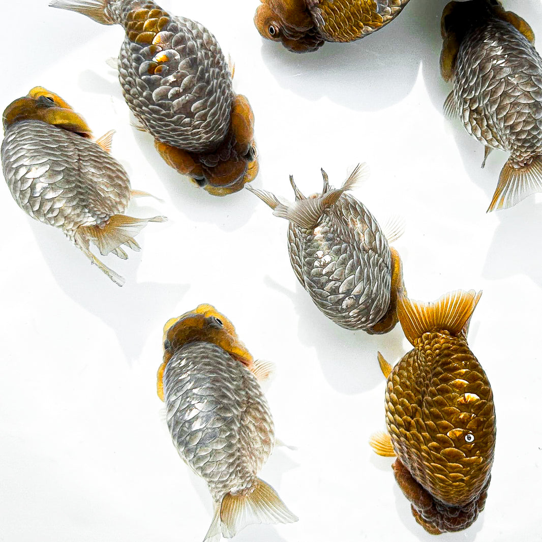 Chocolate Scale Ranchu Goldfish | Ultra Rare